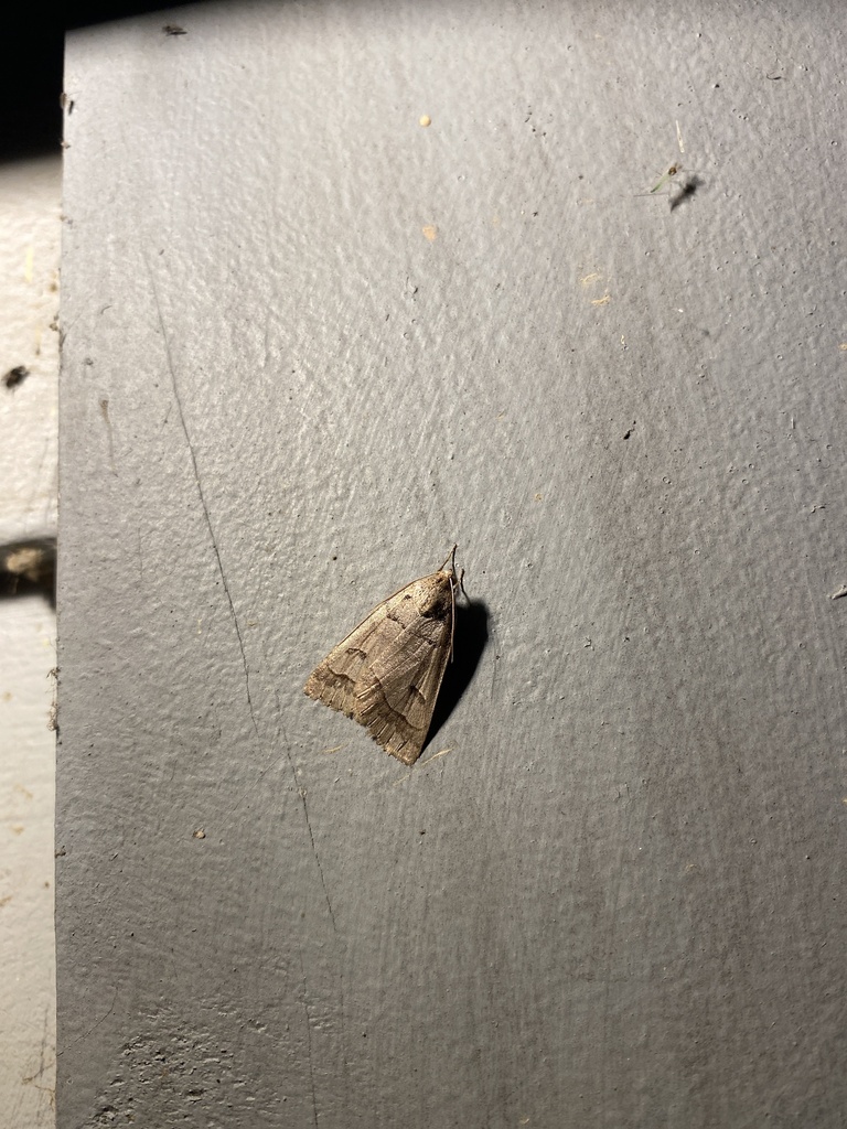 Common Oak Moth from Potters Falls Rd, Wartburg, TN, US on April 10 ...