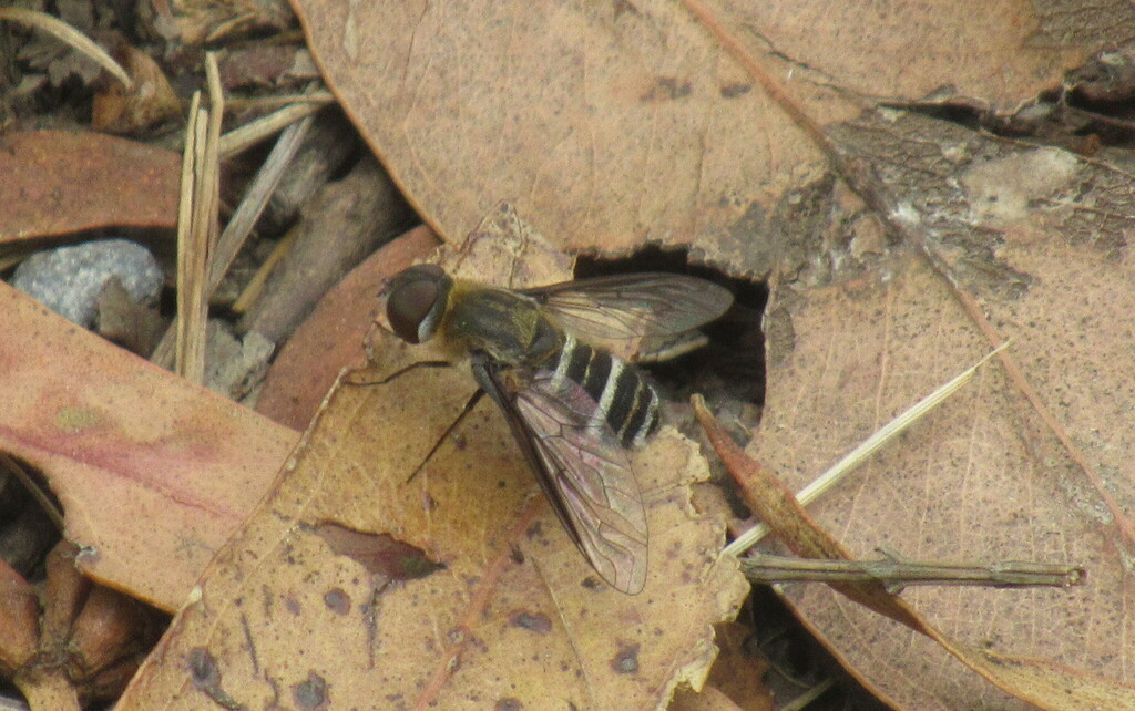 banded bee flies from Emerald VIC 3782, Australia on January 12, 2020 ...