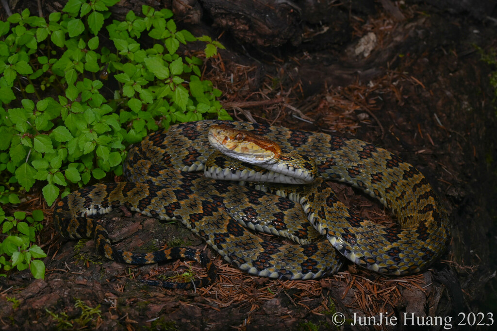 Protobothrops himalayanus in September 2023 by Junjie Huang · iNaturalist