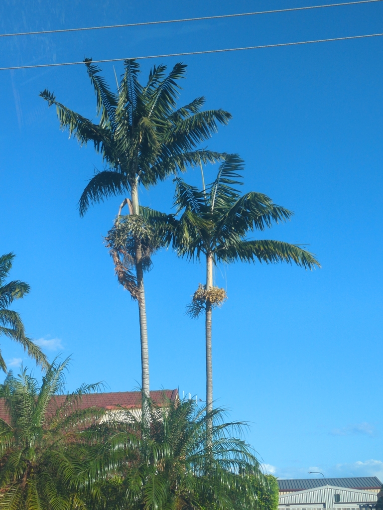 Alexandra Palm from Bargara Rd near Coral Garden Dr hail 'n' ride ...
