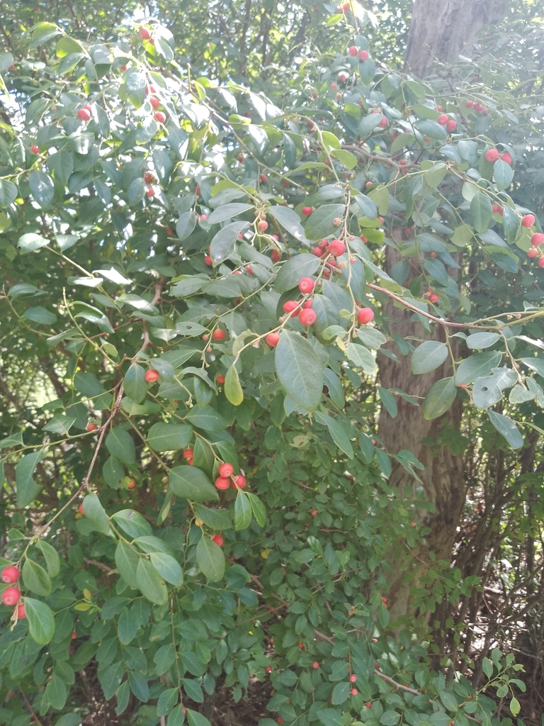coffee bush from River Tce at O'Connell St, Millbank QLD 4670 ...