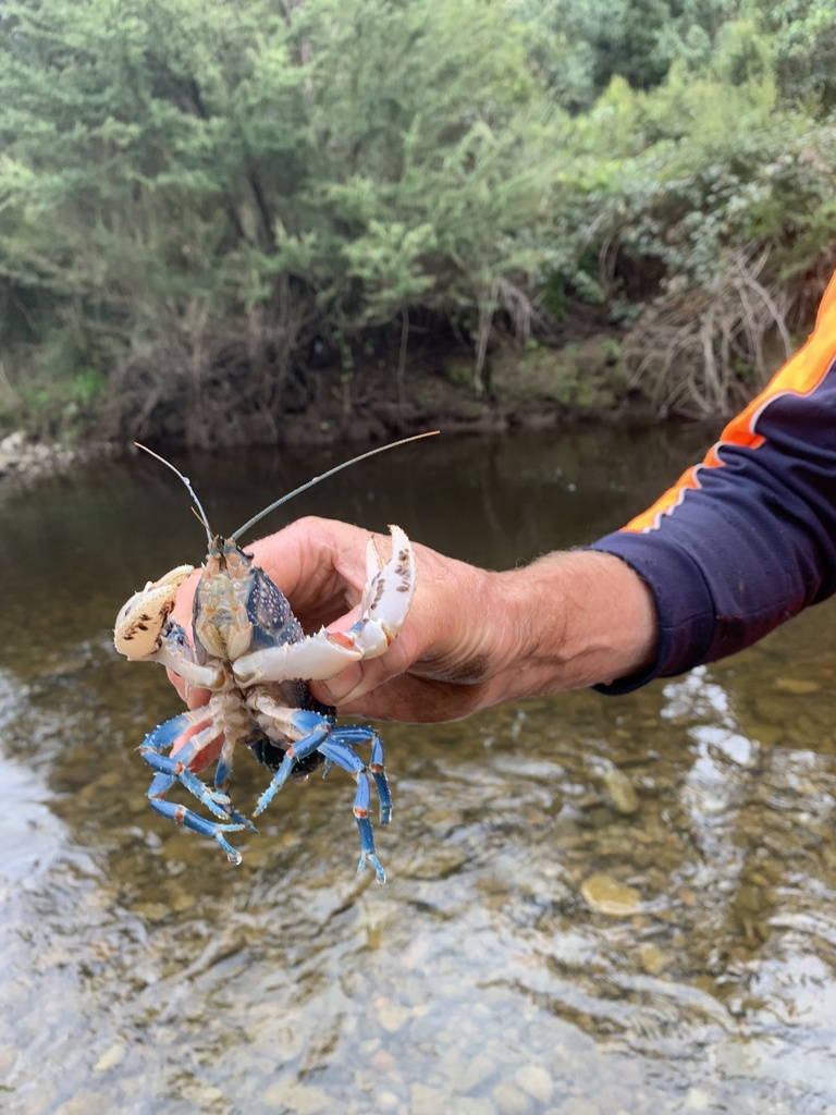 Yarra spiny crayfish in April 2024 by Nic de Vaus · iNaturalist
