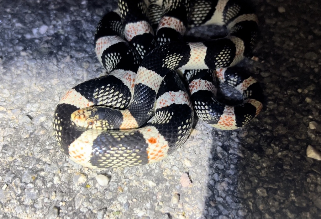 Long-nosed Snake from Sand to Snow National Monument, Whitewater, CA ...