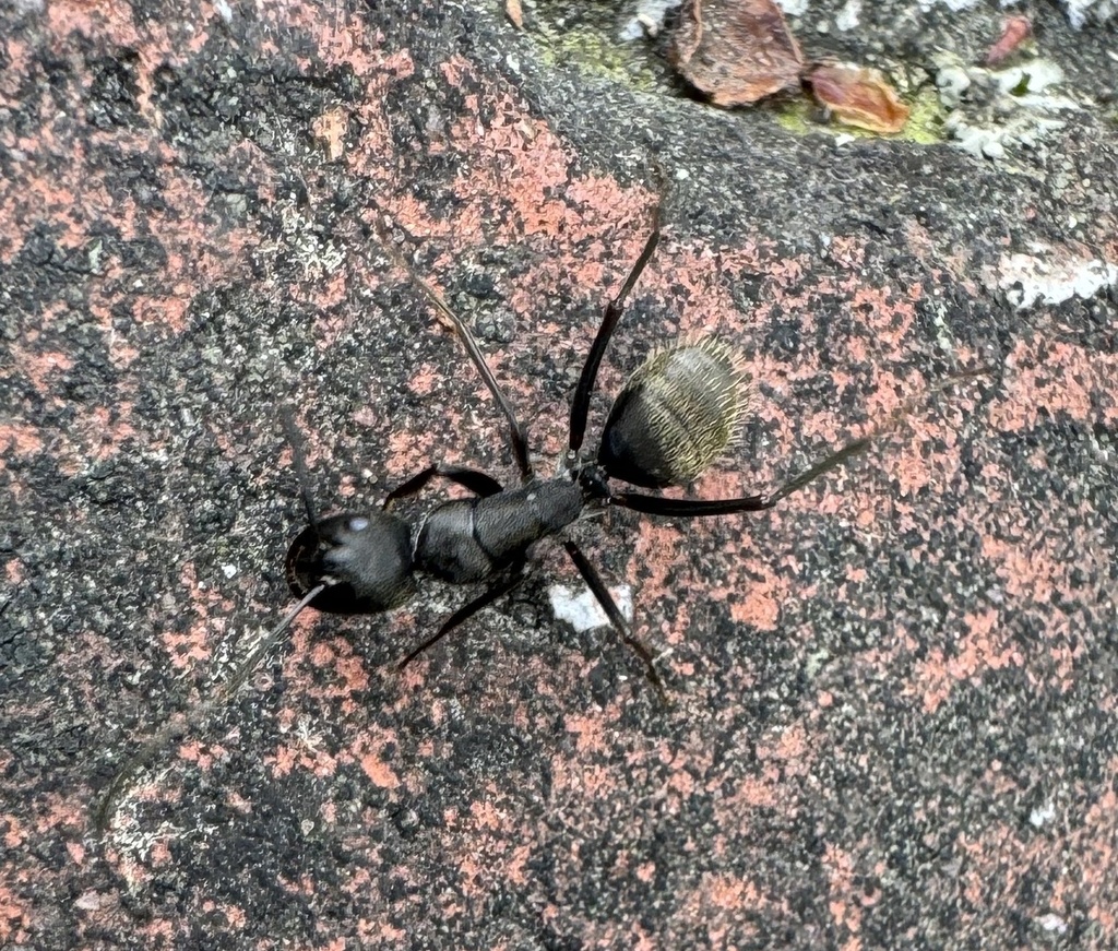 Japanese Carpenter Ant from 五庄柏田, 宇治市, 京都府, JP on April 11, 2024 at 12: ...