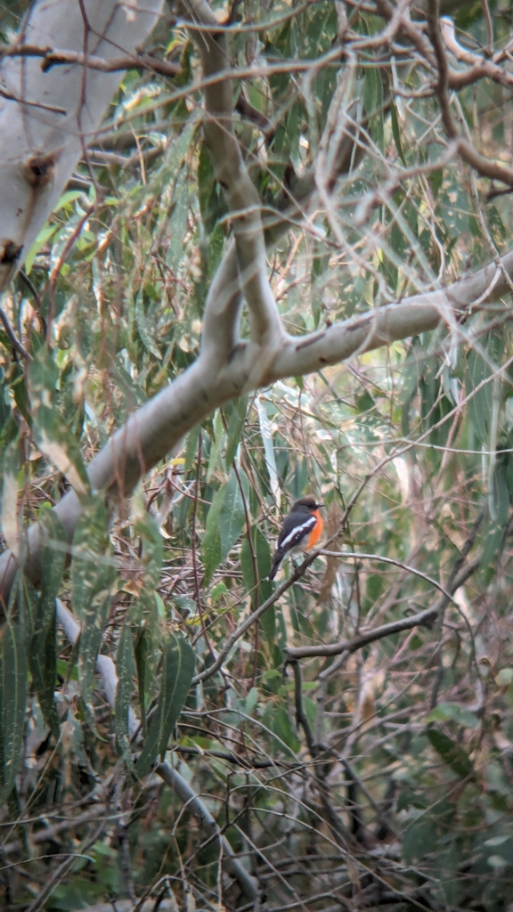 Flame Robin from Parkville VIC 3052, Australia on April 11, 2024 at 04: ...