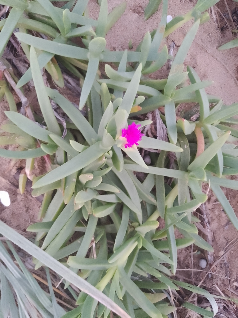 Angular Sea-fig from Sylvan Dr at Pandanus Street, Moore Park Beach QLD ...