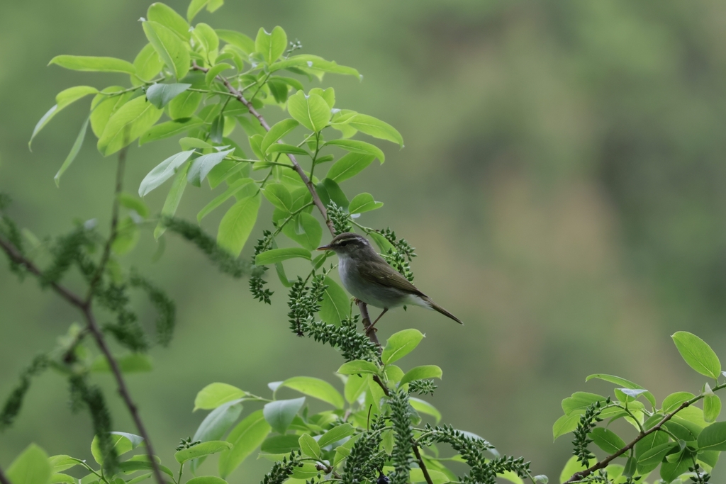Arctic Warbler from China, Hang Zhou Shi, Xiao Shan Qu, 湘湖风情区景山坞生态园 ...