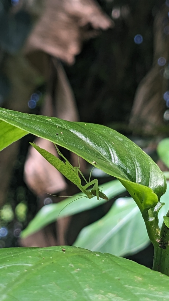 Netwinged Mantis in March 2024 by Caitlin Henderson · iNaturalist