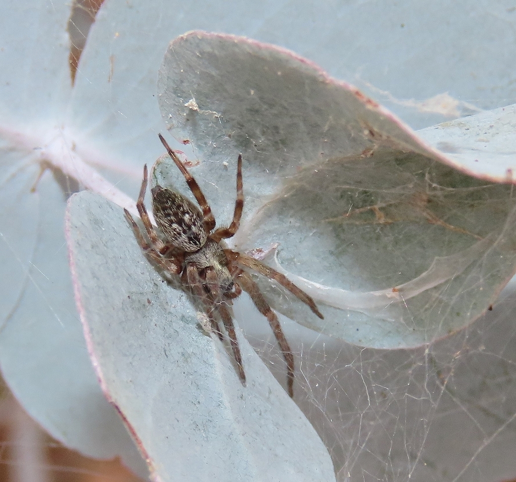 House Spiders from Burra NSW 2620, Australia on March 28, 2024 at 09:43 ...