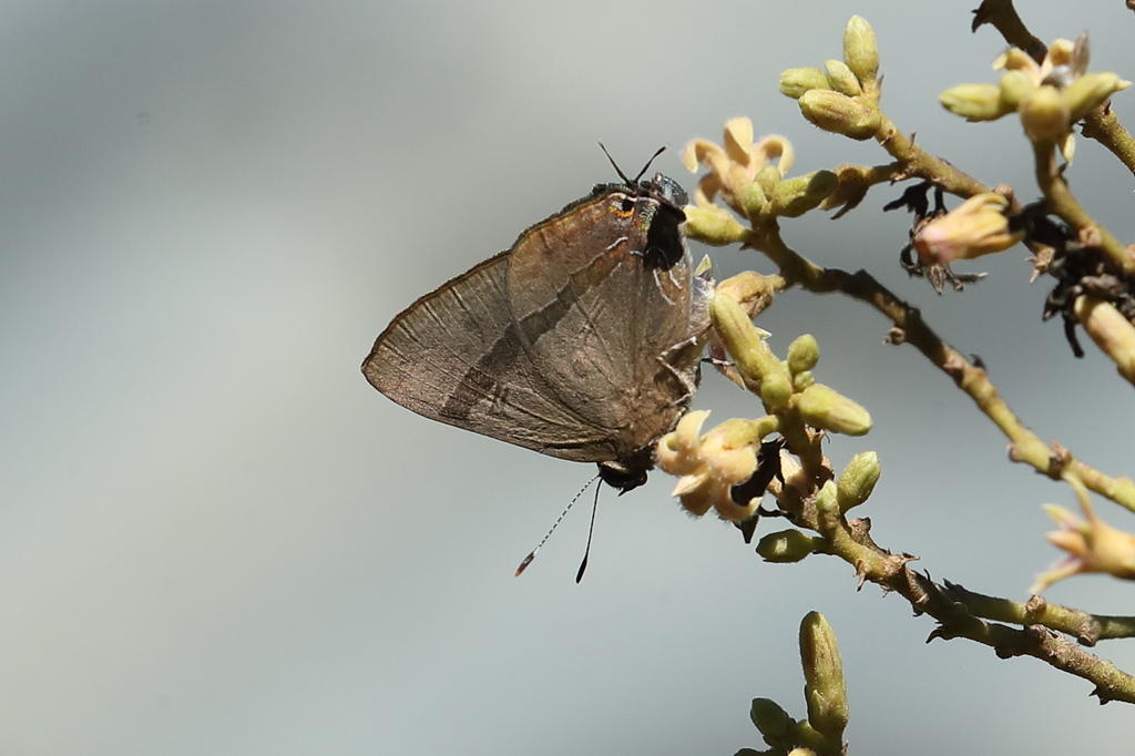 Indigo Flash in April 2024 by Todd Burrows · iNaturalist
