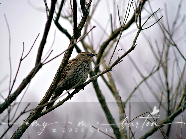 Red-winged Blackbird from Morton Arboretum, Meadow Lake, Lisle, DuPage ...