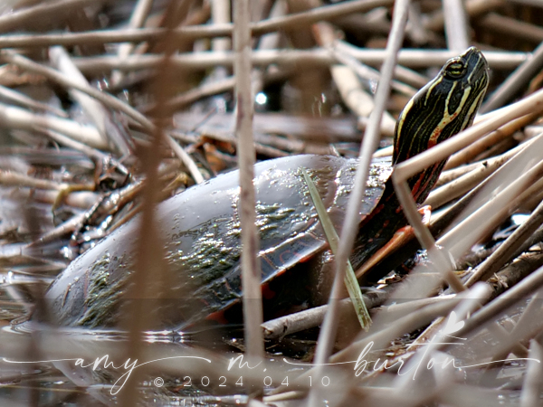 Painted Turtle from Morton Arboretum, Meadow Lake, Lisle, DuPage County ...