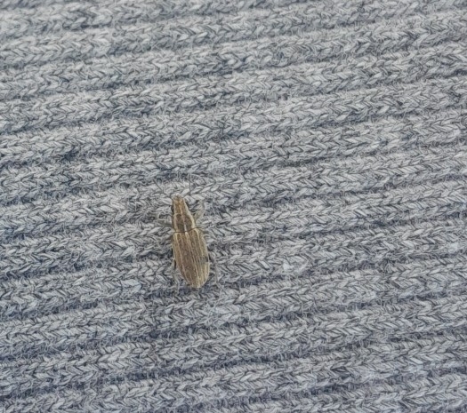 Pea Weevil from Cheltenham, Reino Unido on April 11, 2024 at 12:02 PM ...