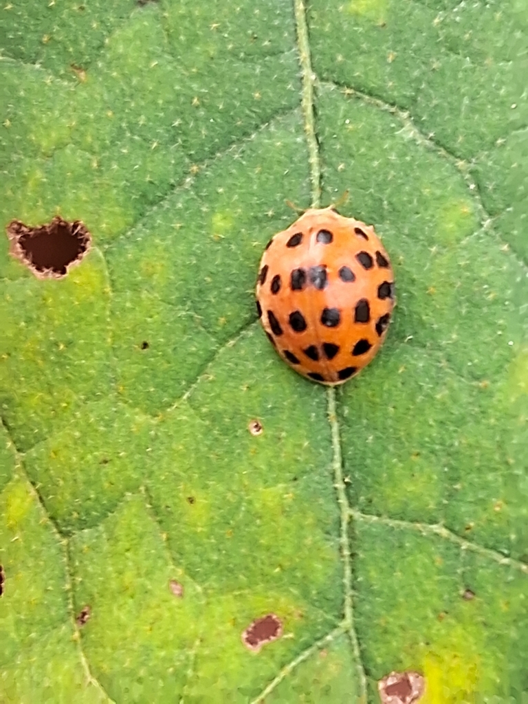 Hadda Beetle from Florianópolis, SC, 88037, Brasil on April 8, 2024 at ...