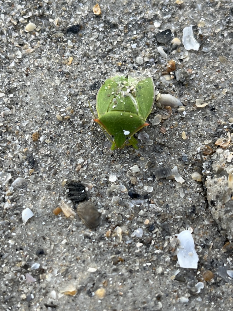 Spined green stink bug from North Atlantic Ocean, Cocoa Beach, FL, US ...