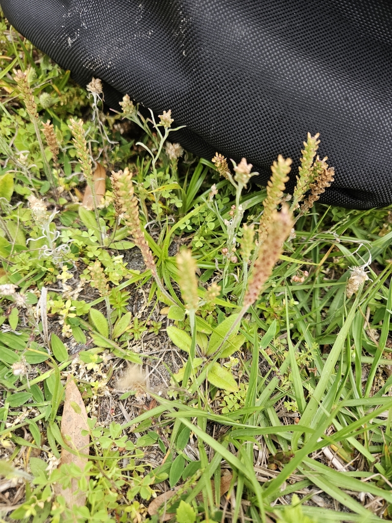 dwarf plantain from Lakeland, FL 33809, USA on April 11, 2024 at 09:04 ...