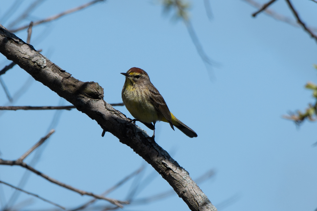 Palm Warbler from Magee Marsh, Magee Marsh Wildlife Area State Route 2 ...