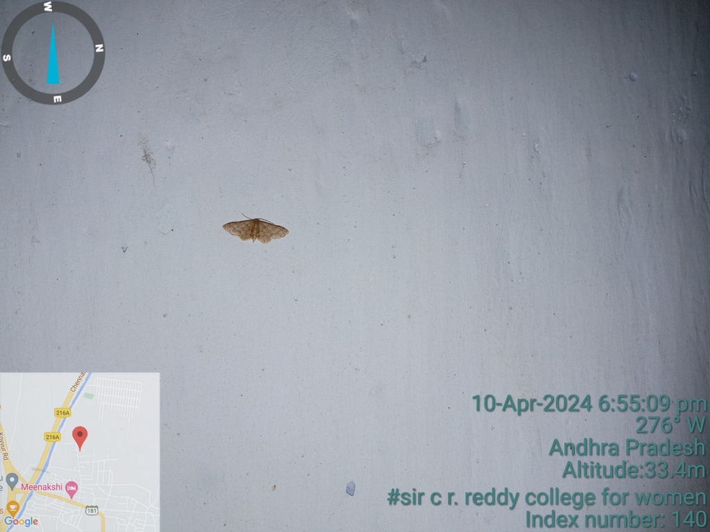 Idaea from Q6MH+PJX, Gundugolanu, Andhra Pradesh 534427, India on April ...