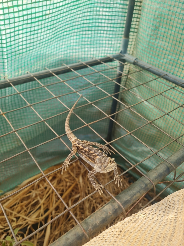 Central Bearded Dragon from Bungama SA 5540, Australia on April 5, 2024 ...