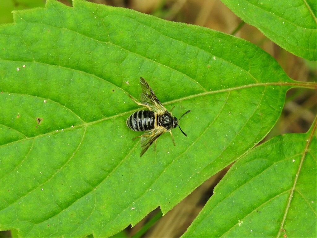 Abia americana from Simcoe County, ON, Canada on July 5, 2020 at 12:21 ...