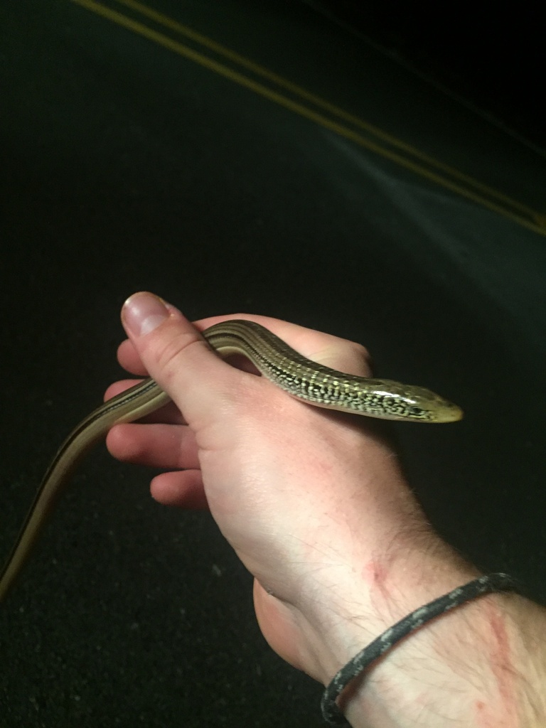 Island Glass Lizard from Everglades National Park, Homestead, FL, US on ...