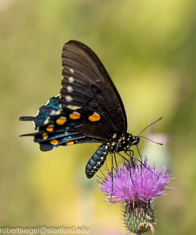 Pipevine Swallowtail from Atascosa County, TX, USA on April 4, 2024 at ...