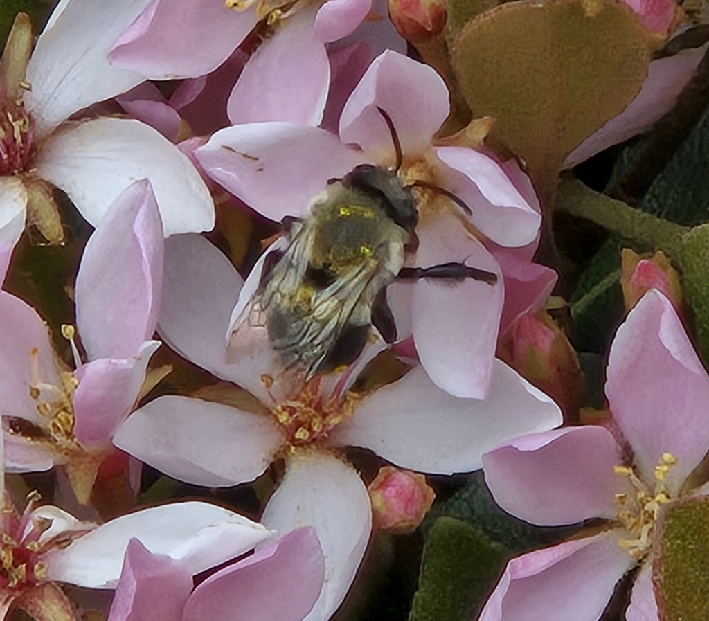 Blueberry Digger Bee from Norfolk, VA 23505, USA on April 11, 2024 at ...