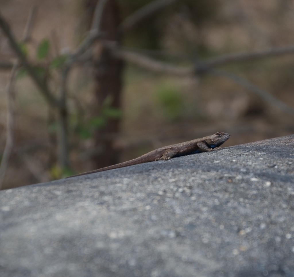 Eastern Fence Lizard from Gibbsboro, NJ, US on April 11, 2024 at 11:45 ...