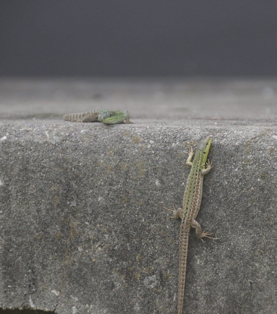 Northern Italian Wall Lizard from Walt Whitman Ave, Mount Laurel, NJ ...