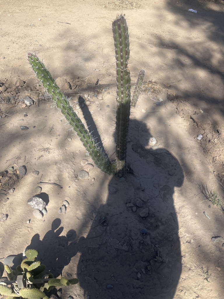 Octopus Cactus in April 2024 by Joel Delfin Montoya · iNaturalist