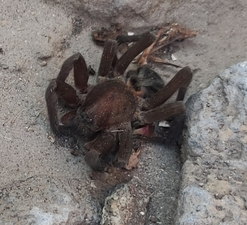 Zorocrates from San Miguel, 90339 Cdad. de Apizaco, Tlax., México on ...