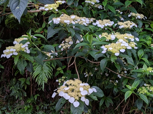 Hydrangea angustipetala · iNaturalist