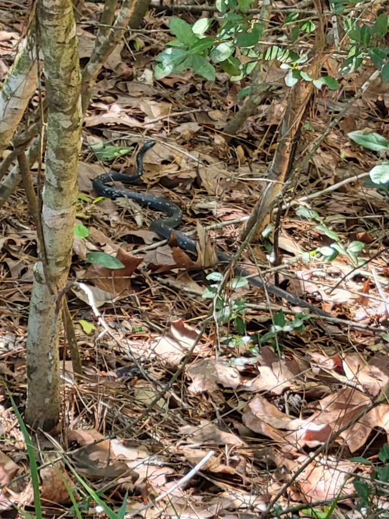 Buttermilk Racer from The Woodlands, TX 77386, USA on April 11, 2024 at ...