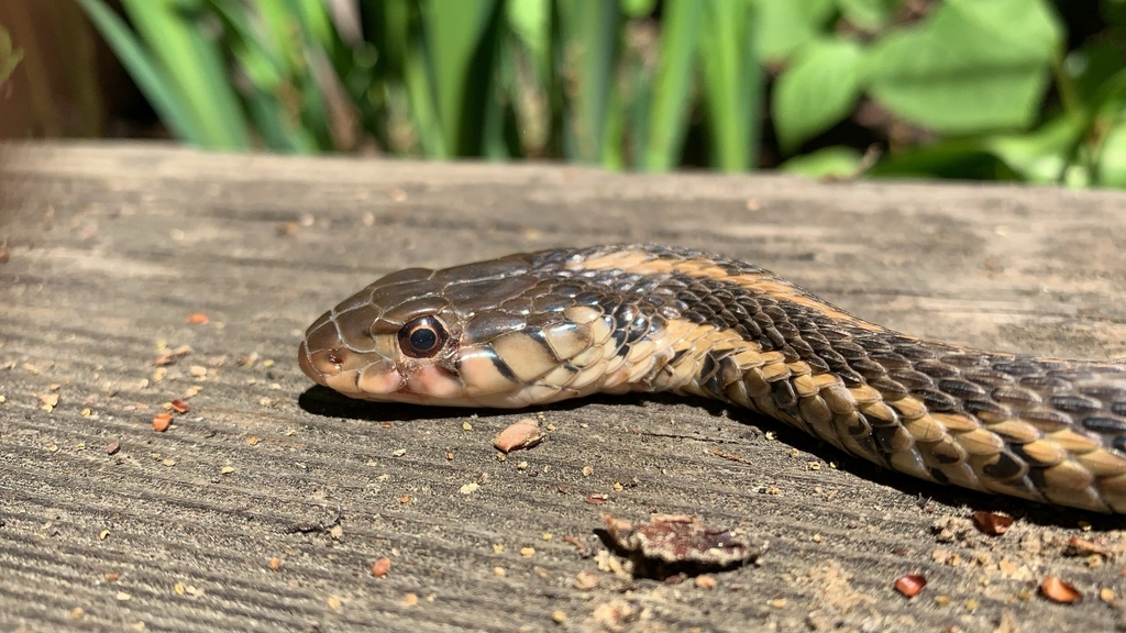 Eastern Garter Snake from Spring Valley, Durham, NC 27705, USA on April ...