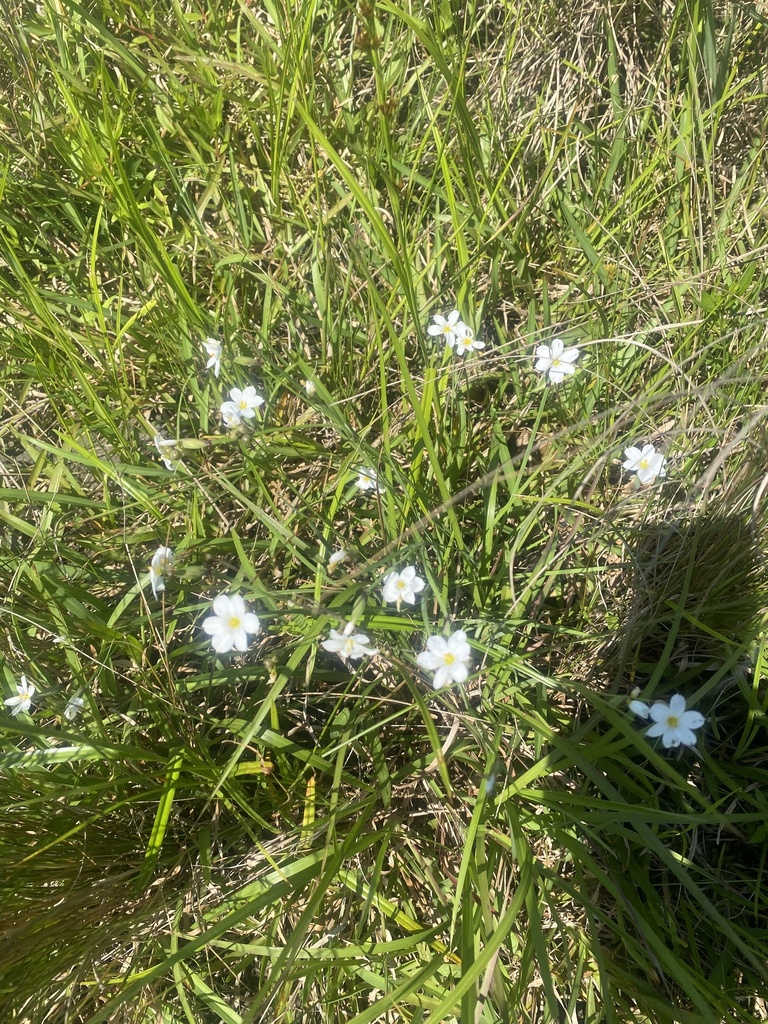 blue-eyed grasses from Angleton, TX, US on April 11, 2024 at 12:10 PM ...