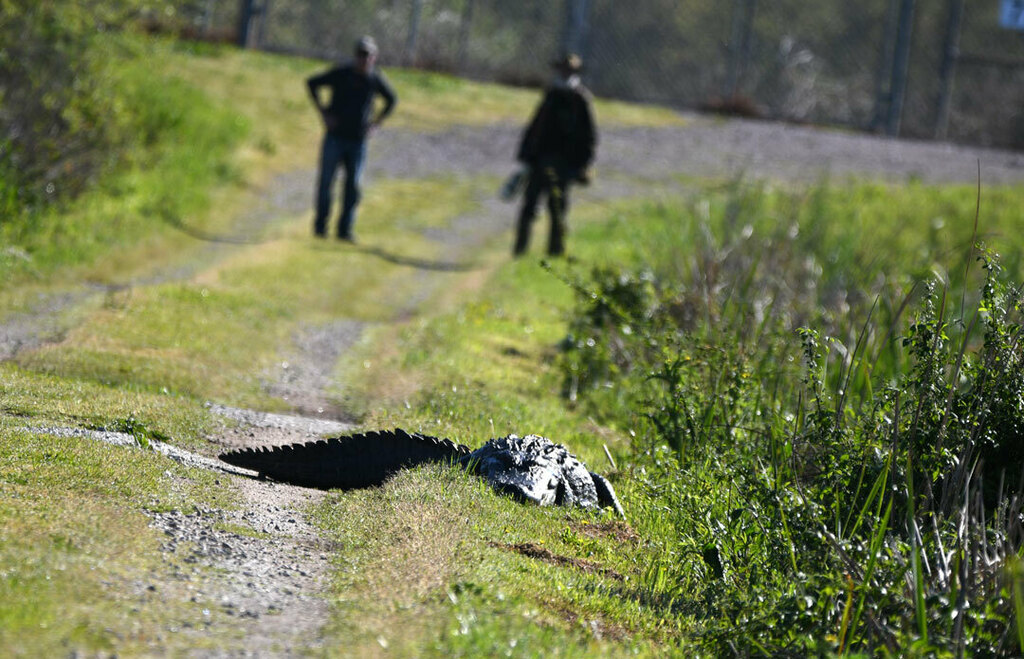 American Alligator from Phinizy Swamp, Augusta, GA, USA on March 29 ...