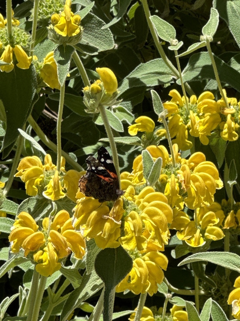Red Admiral from Lipan Apache, Blanco, TX, US on April 11, 2024 at 02: ...