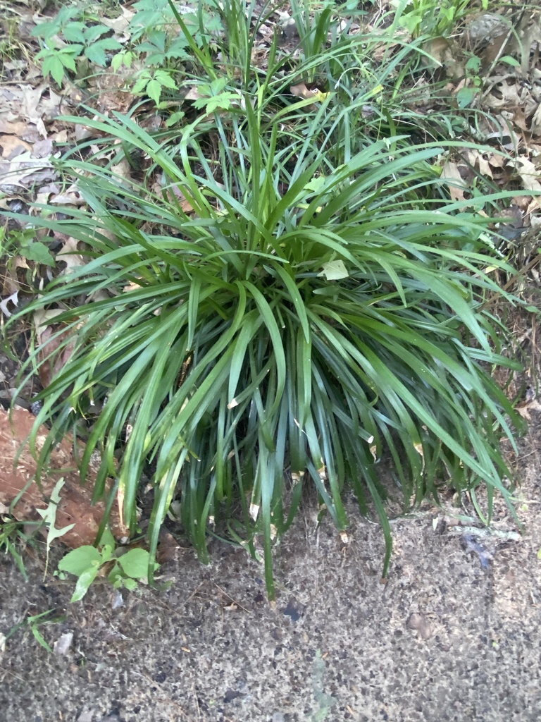 Dwarf Lily-turf from Sam Houston National Forest, Huntsville, TX, US on ...