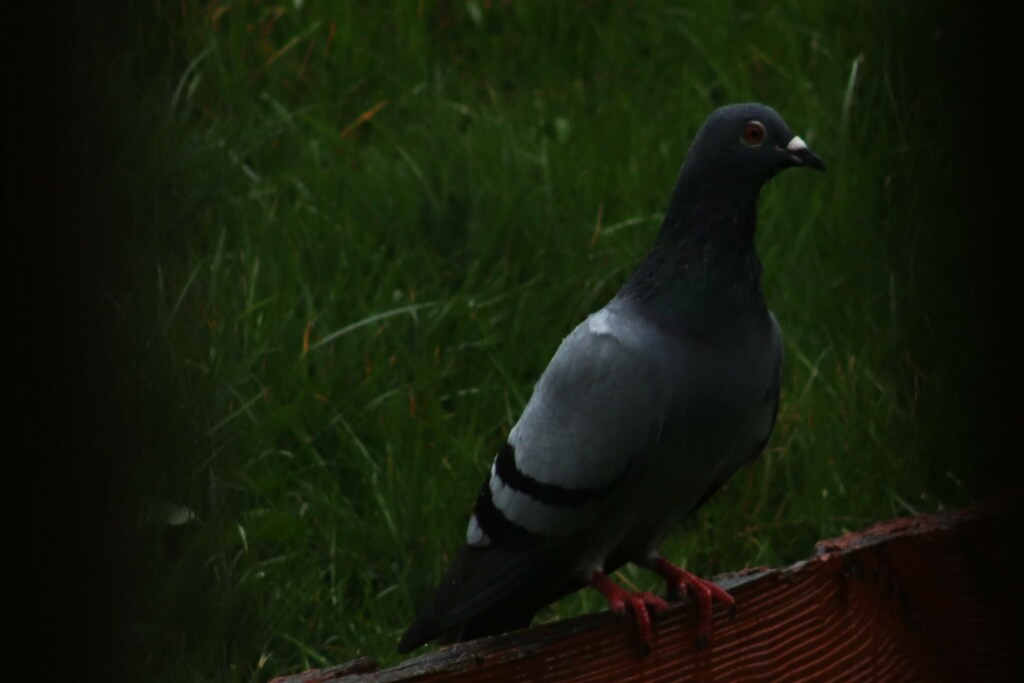 Feral Pigeon from Oil City, PA 16301, USA on April 11, 2024 at 02:15 PM ...