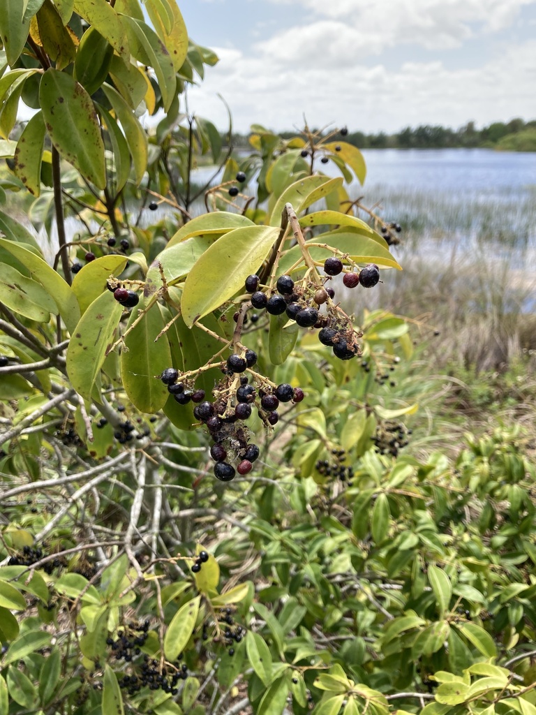Marlberry from Wellington, FL, US on April 9, 2024 at 01:25 PM by David ...