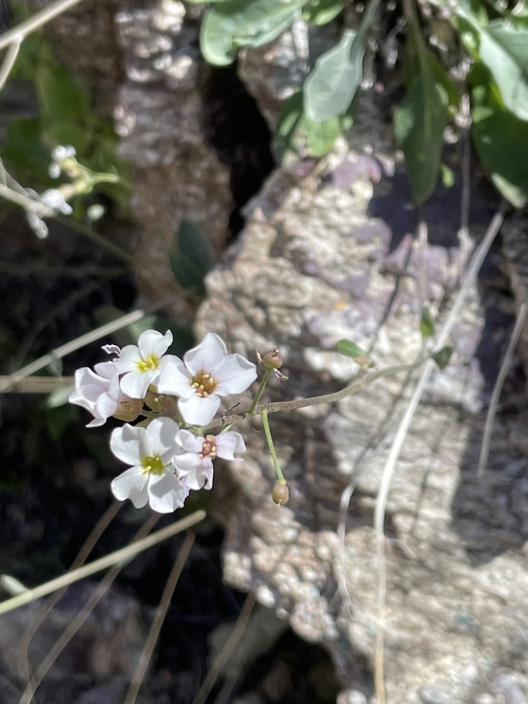 white bladderpod from Pima County, AZ, USA on April 9, 2024 at 01:36 PM ...