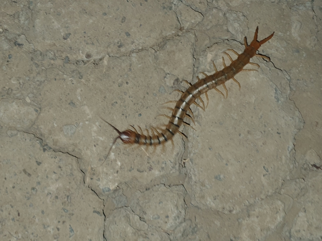 Common Desert Centipede from Noshki, Chagai, Balochistan, Pakistan on ...