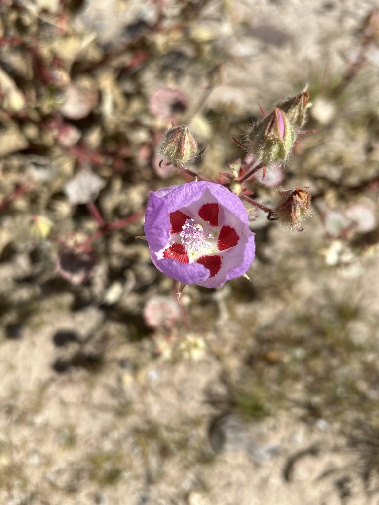 desert fivespot from Inyo County, US-CA, US on April 10, 2024 at 11:10 ...