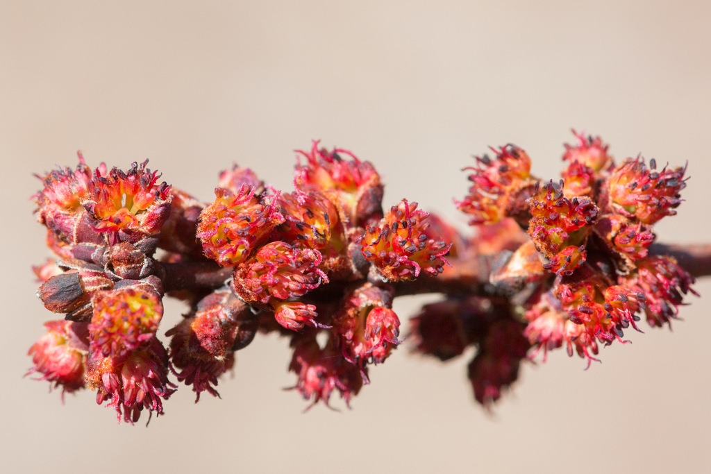 red maple from Washington County, VT, USA on April 9, 2024 at 03:59 PM ...