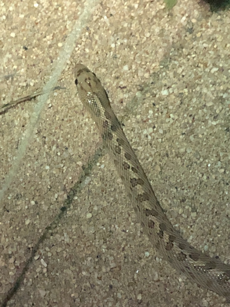 Glossy Snake from Parque Nacional de Joshua Tree, Joshua Tree, CA, US ...