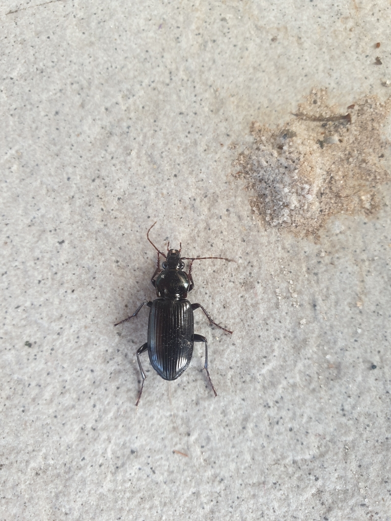 Ground Beetles from University of the Sunshine Coast station, Sippy ...