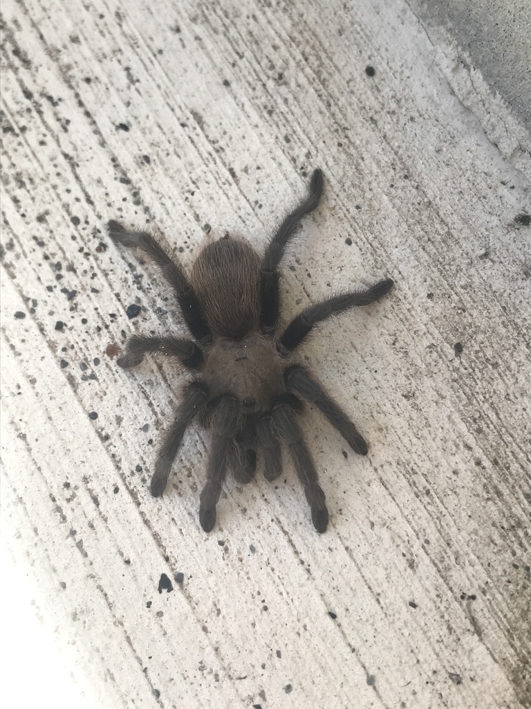Texas Brown Tarantula from Connie Dr, Canyon Lake, TX, US on April 8 ...