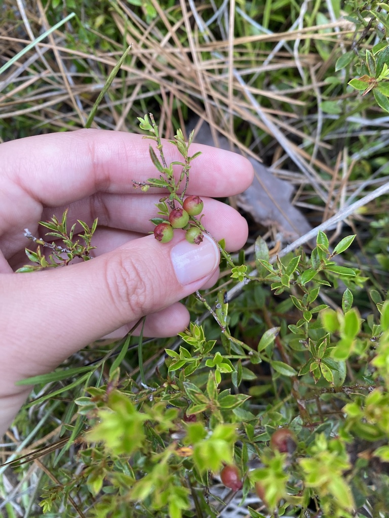 Shiny blueberry from Land O Lakes, FL, US on April 11, 2024 at 11:17 AM ...