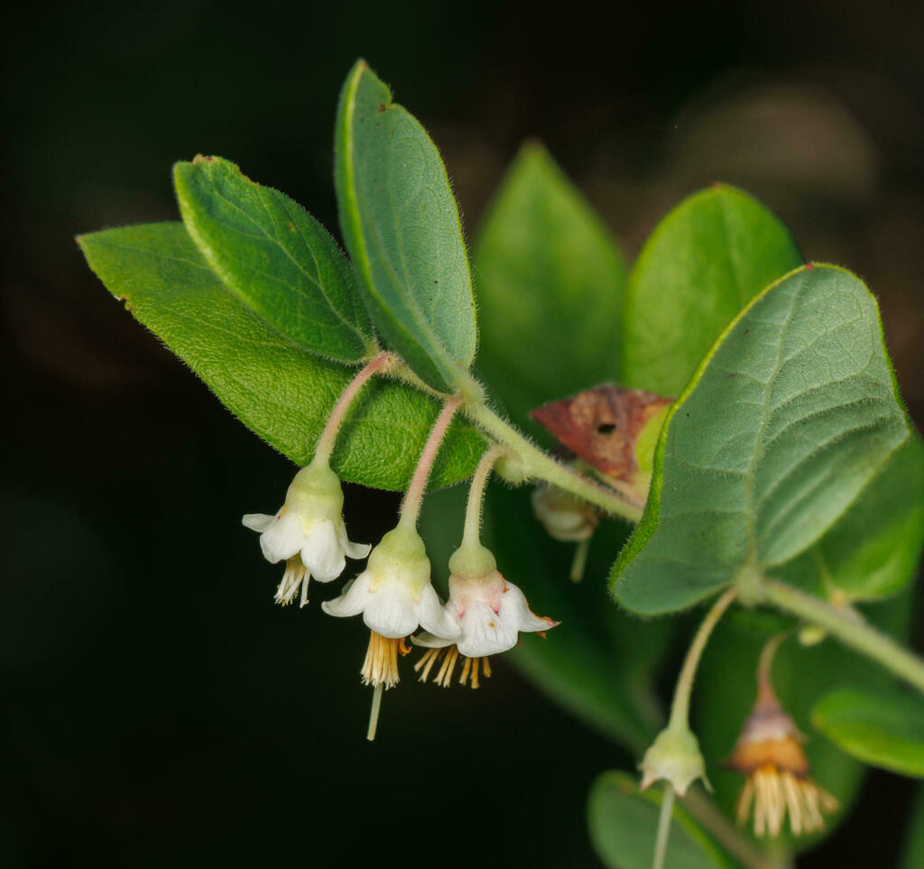 deerberry from Seminole County, US-FL, US on April 10, 2024 at 04:51 PM ...