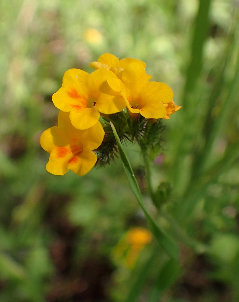 bent-flowered fiddleneck in April 2024 by Henry Fabian · iNaturalist